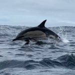 Dingle Sea Safari Tour in Co. Kerry, Ireland