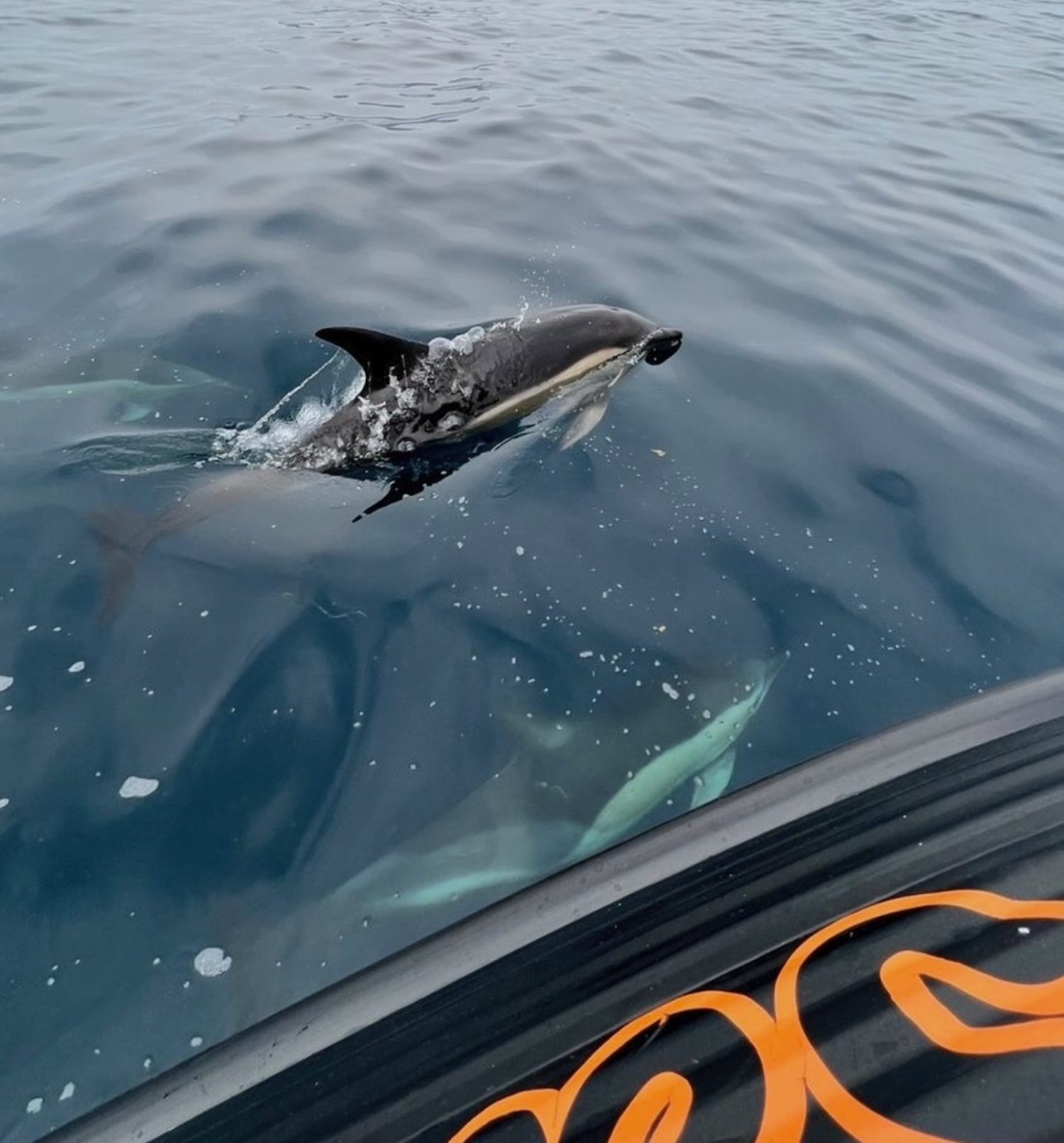 Exciting Dingle Bay Coastline Tours | Dingle Sea Safari